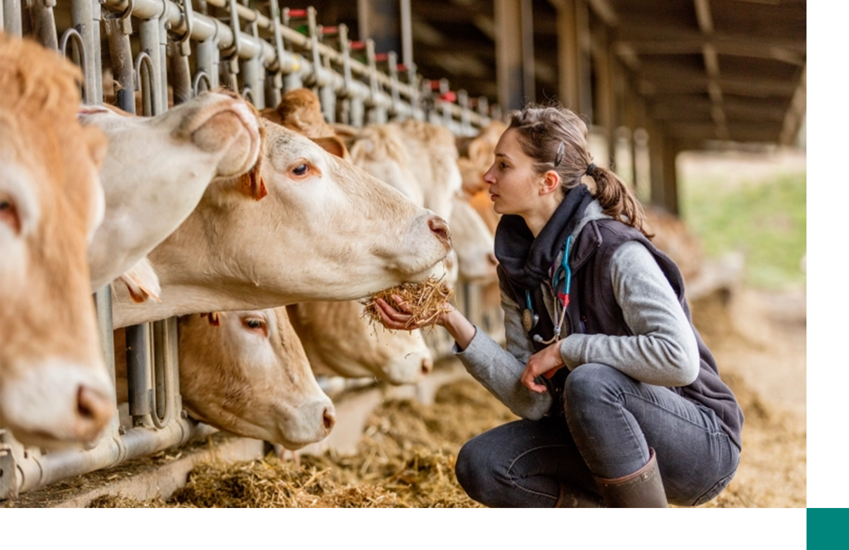 About Us - new 2022 - MSD Animal Health Sverige